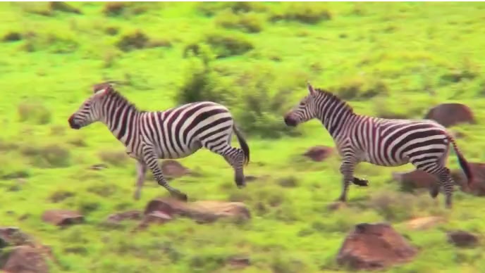 Copy of Beautiful Zebra | PosterMyWall