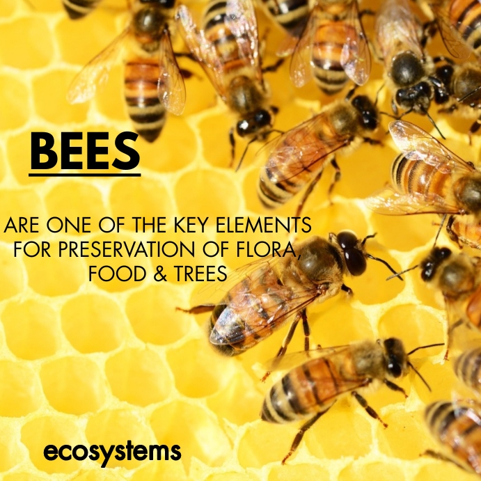 Copy of Bees, sustainability, care planet, earth, eco | PosterMyWall