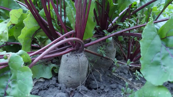 Beet Vasatable Template | PosterMyWall