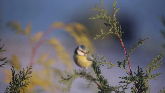 Bird nature video Template | PosterMyWall