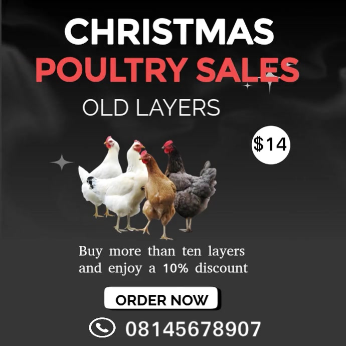 Black Professional Poultry Farm Chicken Promo Video Old Layer Chicken ...