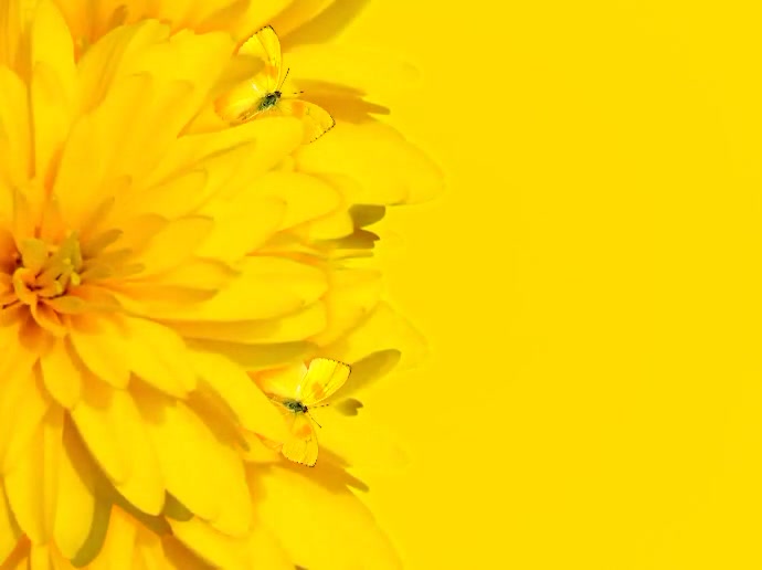 Flower Background Template | PosterMyWall