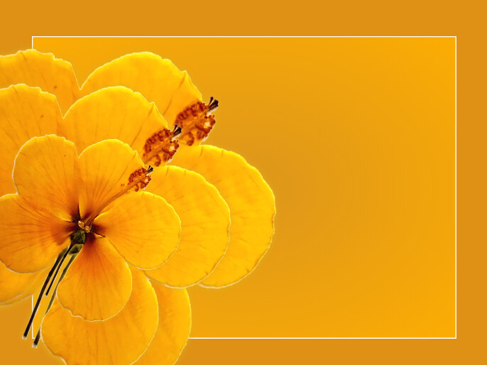 Blank Flower Cards Template | PosterMyWall