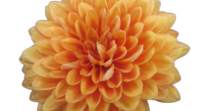 Blooming Flower Template | PosterMyWall