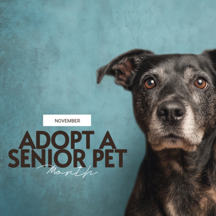Blue Modern & Minimal Adopt A Senior Pet Month Instagram Post Template ...