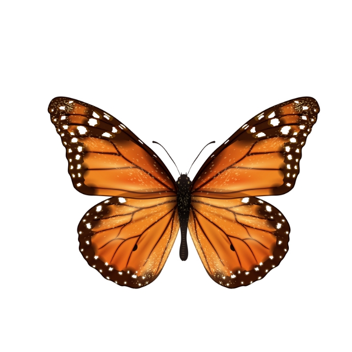 Butterfly design poster Template | PosterMyWall