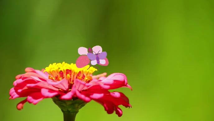 Butterfly Template | PosterMyWall