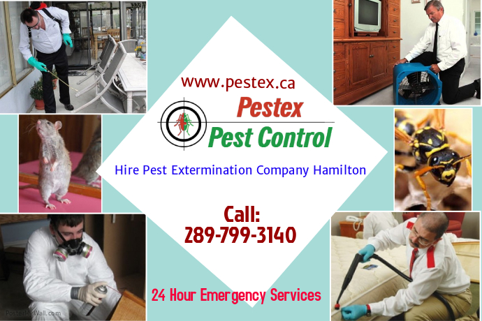 Hire Pest Extermination Company Hamilton | PosterMyWall