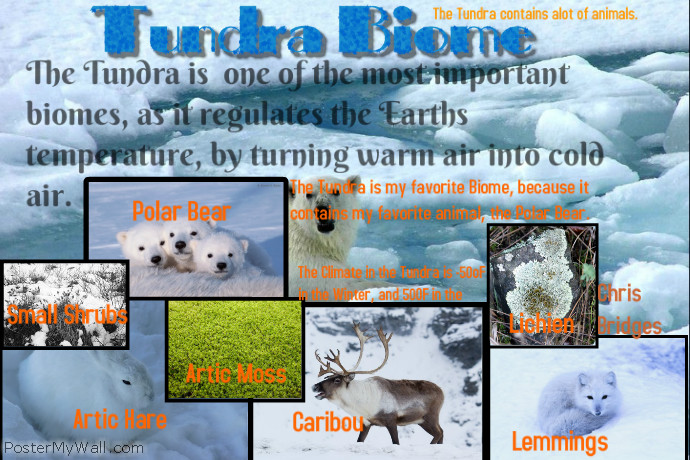 Tundra Biome | PosterMyWall