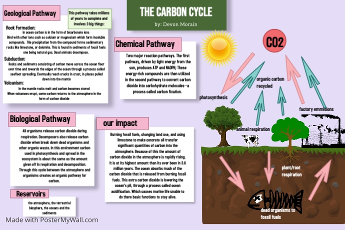 Carbon Cycle Infographic | PosterMyWall