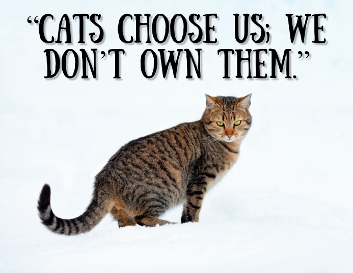 Cat choose us Template | PosterMyWall