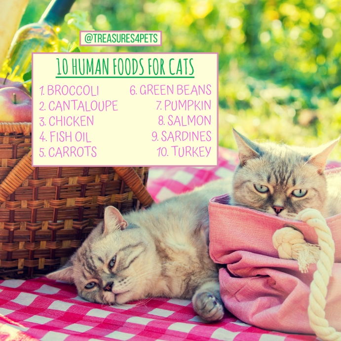 CAT TIPS Template | PosterMyWall