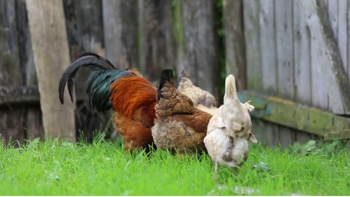 chicken and poultry Template | PosterMyWall