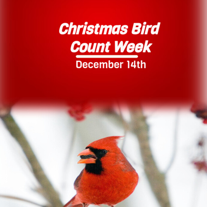 christams bird count week Template | PosterMyWall