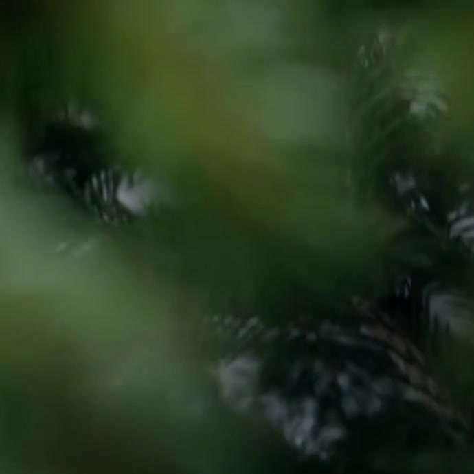 Christmas Tree Sale Ad Post Template | PosterMyWall