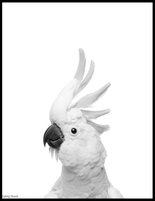 Cockatoo poster Black and white Template | PosterMyWall