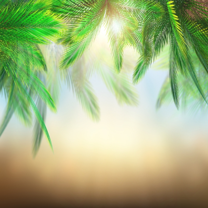Copy of Coconut tree background design flyer | PosterMyWall