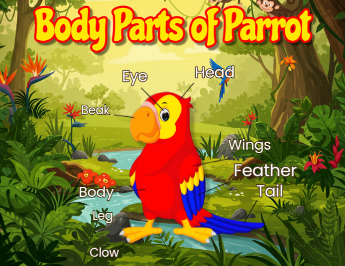 Colorful Learning: Parts of Parrot Template | PosterMyWall