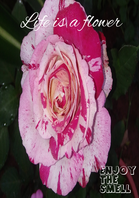 Life is a flower Template | PosterMyWall