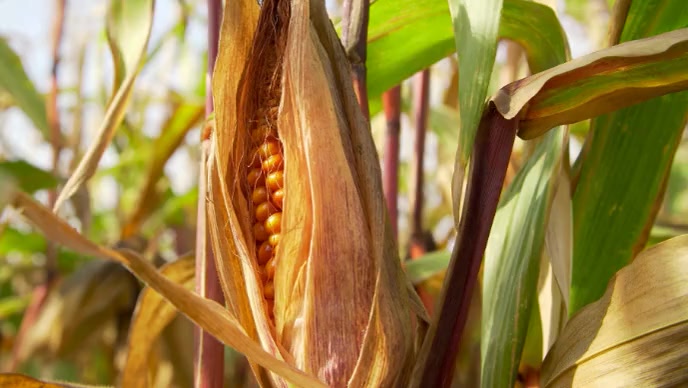 This Design Template is not available | PosterMyWall