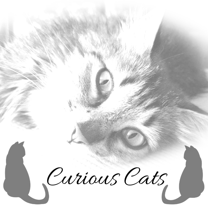 Curious Cute Cats Template | PosterMyWall
