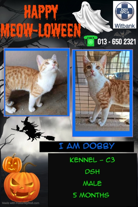 Copy of HALLOWEEN - MALE CAT | PosterMyWall
