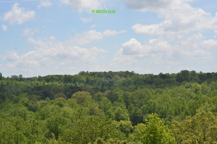 ABOVE THE TREES PART3 Template | PosterMyWall