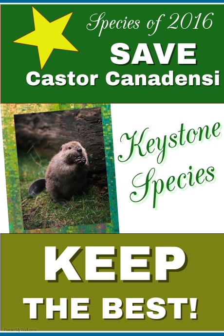 Beaver | PosterMyWall