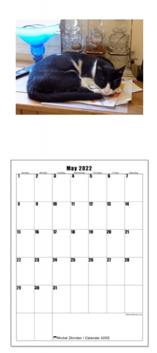 May cat | PosterMyWall