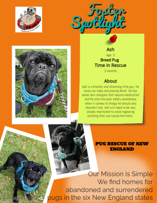 Pet Adoption Ad Flyer Template | PosterMyWall