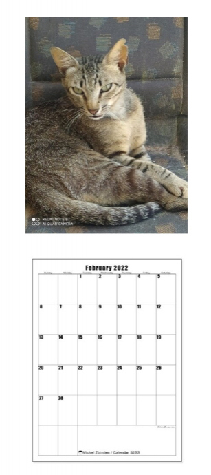 February cat | PosterMyWall