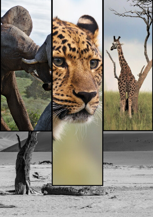 Elegant collage photo gallery mood board Template | PosterMyWall