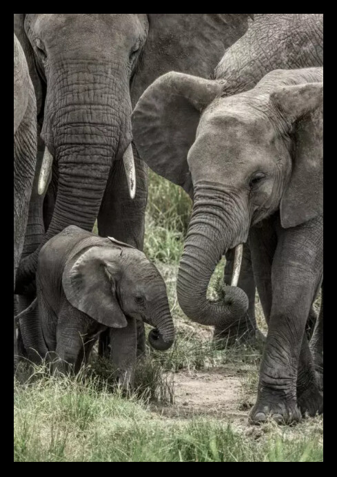 Elephant Template | PosterMyWall