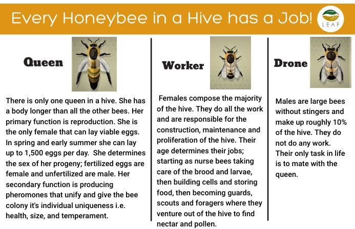 Every Honeybee in a Hive has a Job! Template | PosterMyWall