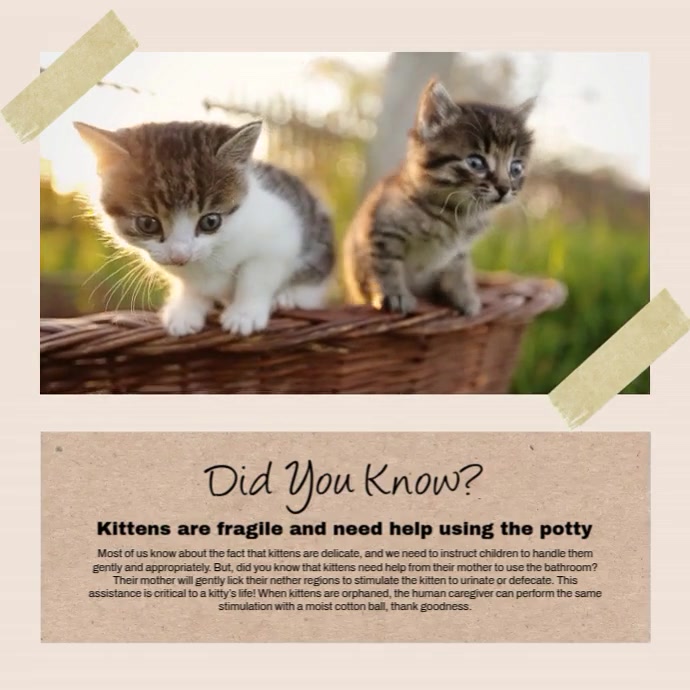 Facts About Kittens Template | PosterMyWall