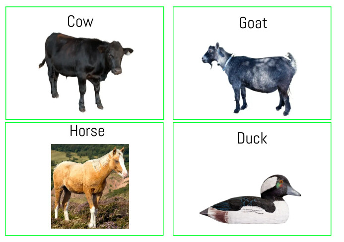 farm animals Flash Cards Template | PosterMyWall