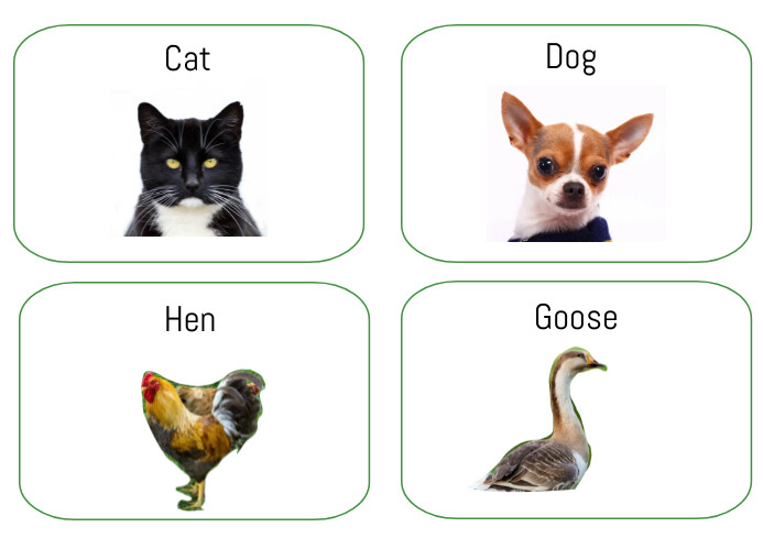 Farm animals Flash Cards | PosterMyWall