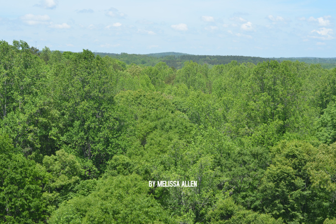 Copy of Above the trees | PosterMyWall