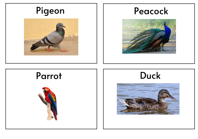Flash cards of Birds For kids/toddlers | PosterMyWall