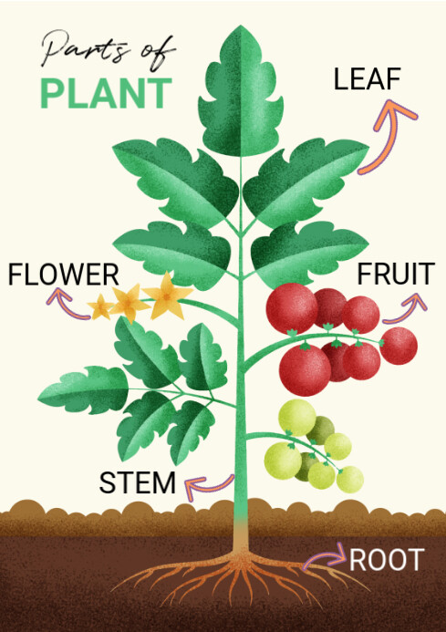 Copy of Floral How Plants Grow A4 | PosterMyWall