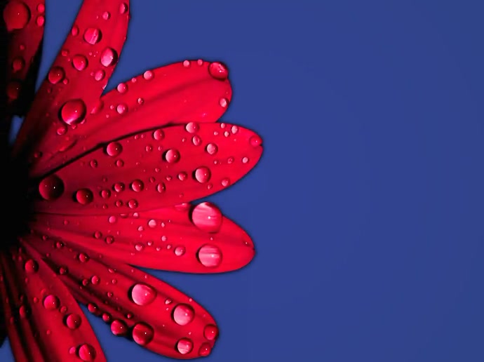 Flower Background Template | PosterMyWall