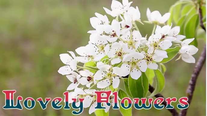 Flowers Template | PosterMyWall