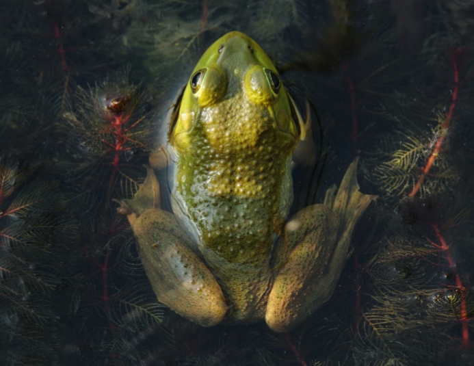 Frog Template | PosterMyWall