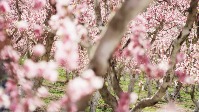 Girl walking in beautiful pink flowers garden Template | PosterMyWall