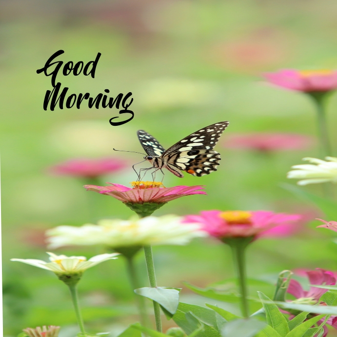 Copy of Good Morning.instagram poster | PosterMyWall