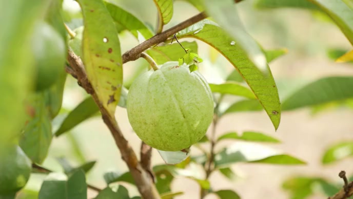 Guava tree Template | PosterMyWall