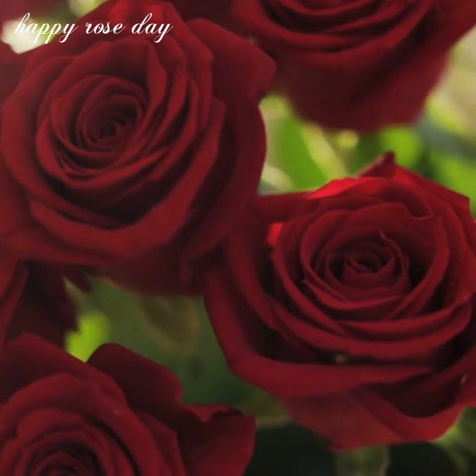 HAPPY ROSE DAY VIDEO TEAMPLATE Template | PosterMyWall