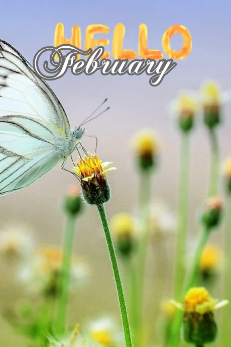 Hello february Template | PosterMyWall