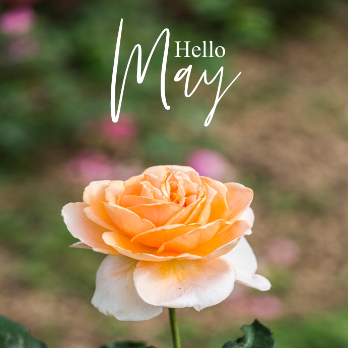 Hello may flyer template | PosterMyWall