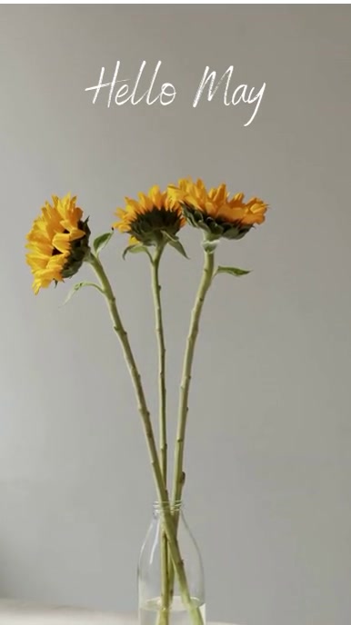 Hello May Video Instagram Template | PosterMyWall